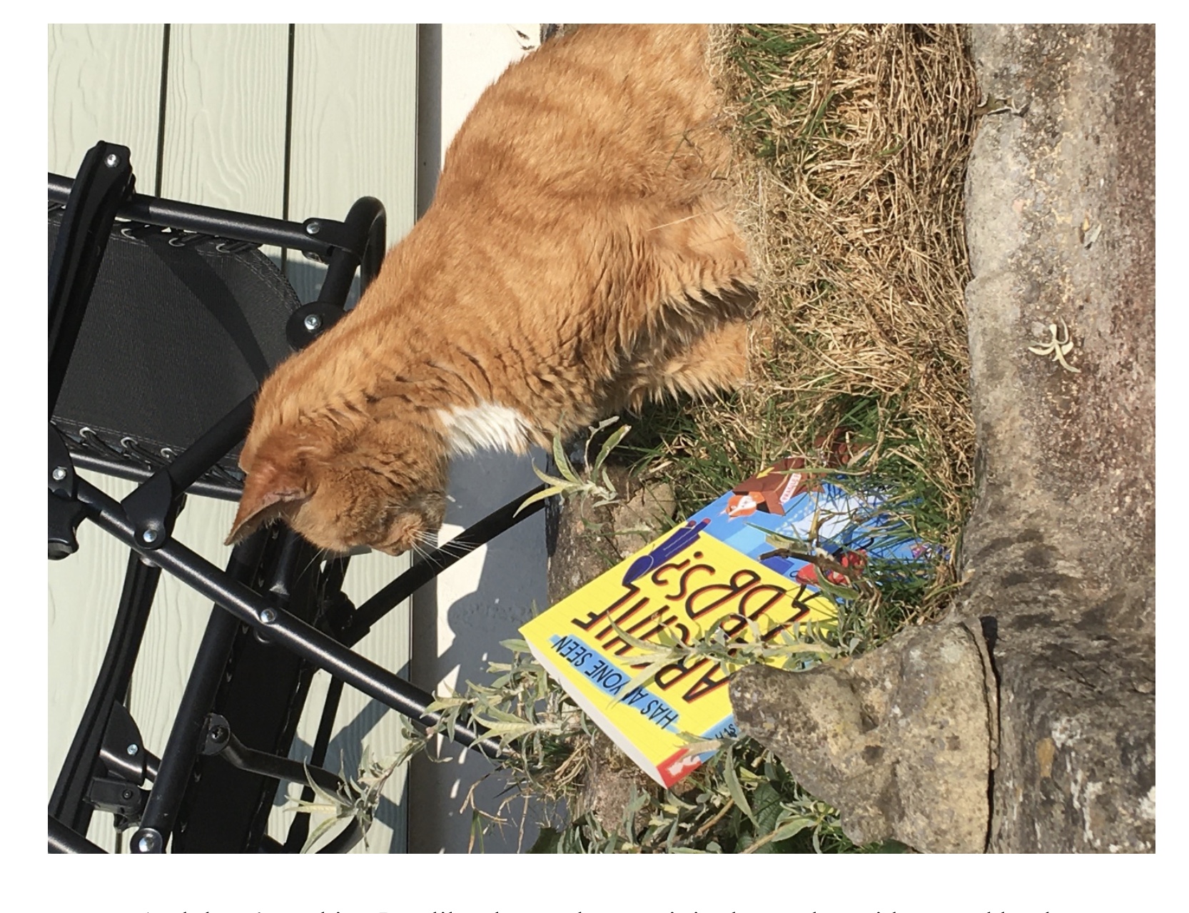 Has Anyone Seen Archie Ebbs? Blog Tour! – My Shelves Are Full